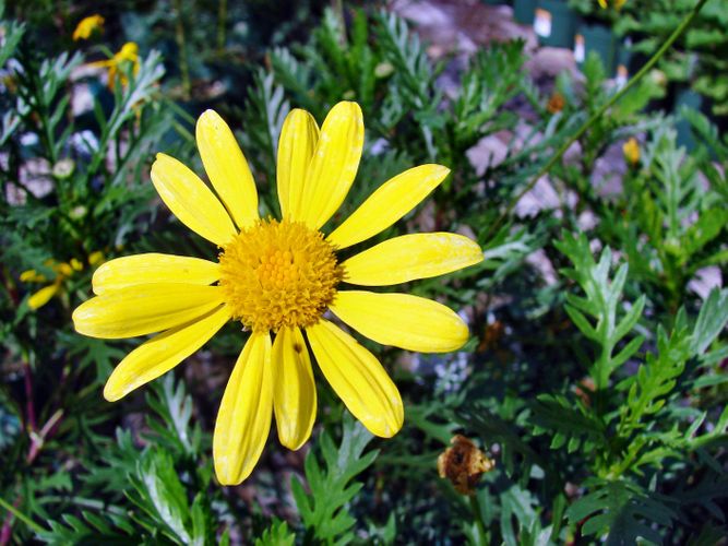 Euryops Pectinatus (Euryops Pectinatus) > How To Care: All You Need to ...