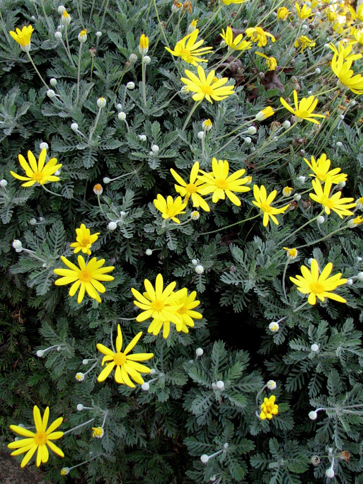 Euryops Pectinatus (Euryops Pectinatus) > How To Care: All You Need to ...
