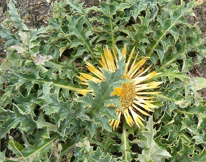 Carlina Acanthifolia (Carlina Acanthifolia) > How To Care: All You Need ...