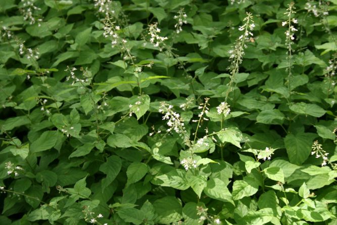 Circaea Lutetiana (Circaea Lutetiana) > How To Care: All You Need to ...