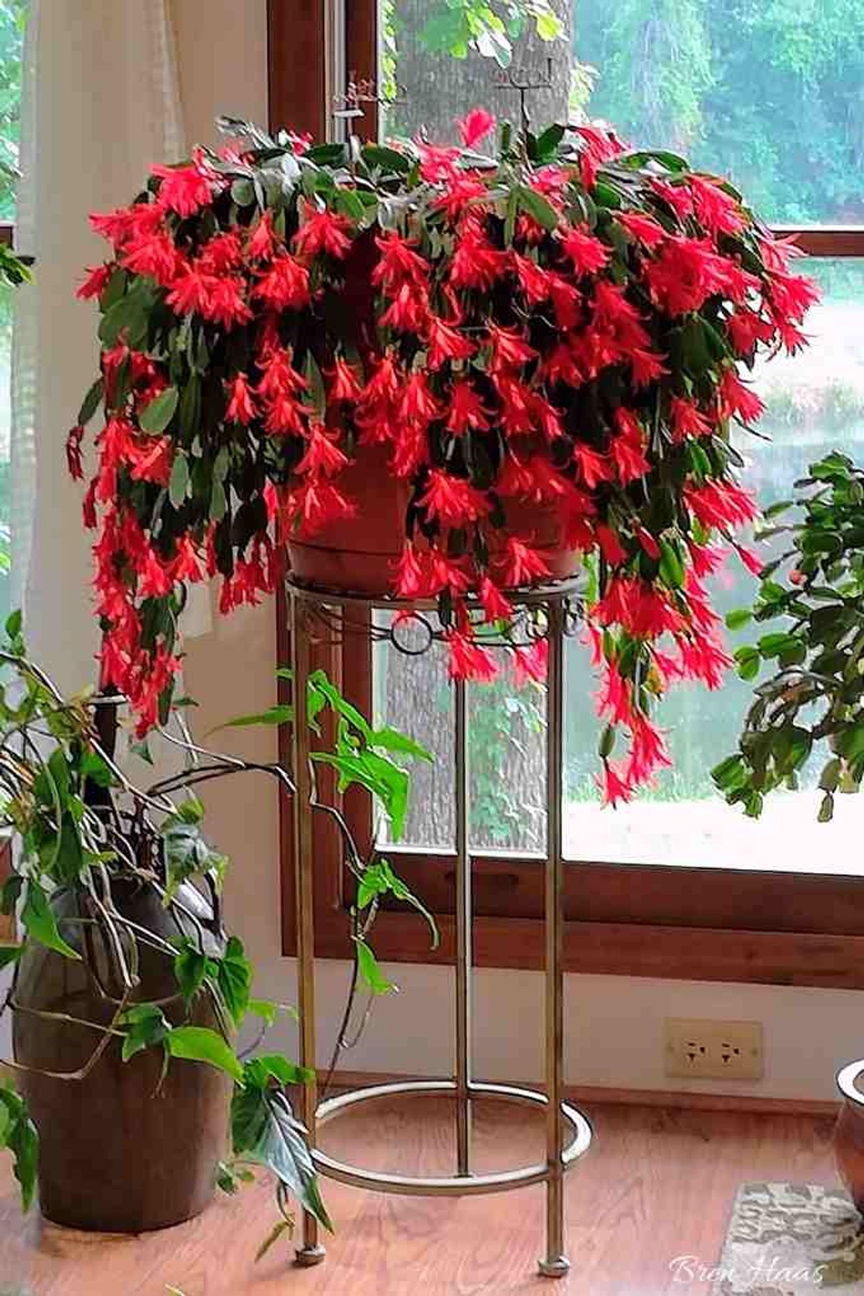 PlantIn | Thanksgiving Cactus (Schlumbergera truncata)