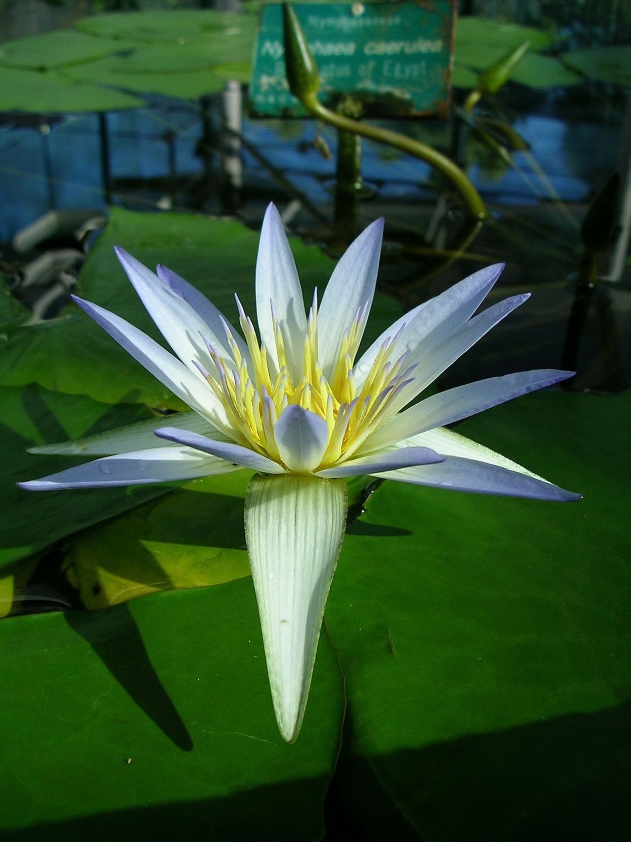 Egyptian Lotus (Nymphaea Lotus) > How To Care: All You Need to Know 🌿 ...