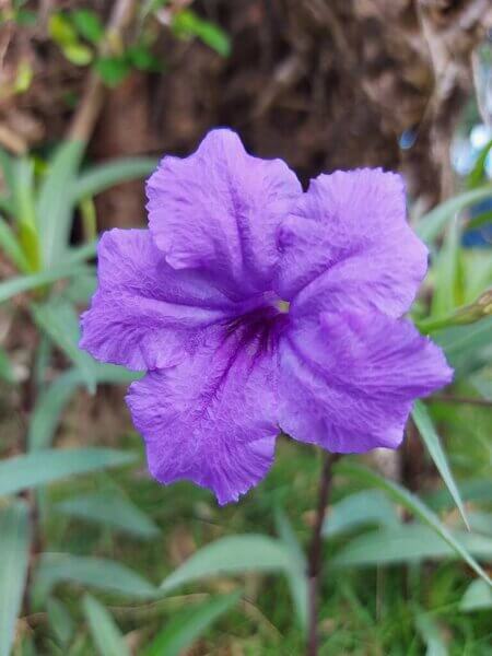 Katie Ruella (Ruellia Simplex 'white Katie') > How To Care: All You ...