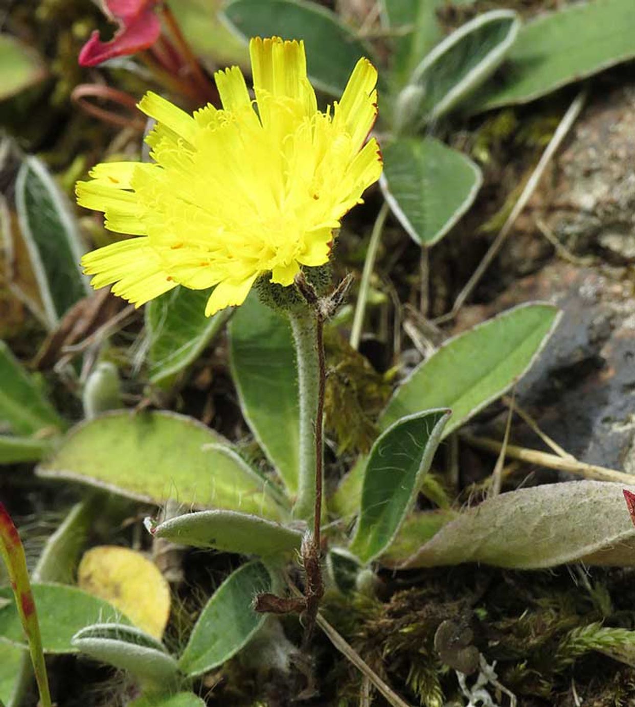 Hieracium Glaucinum (Hieracium Glaucinum) > How To Care: All You Need ...