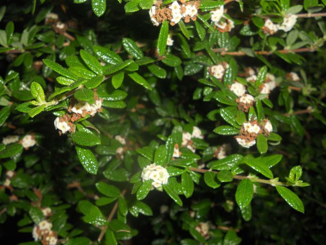 Bahamas Berry (Nashia Inaguensis) > How To Care: All You Need to Know 🌿 ...