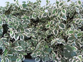 Variegated Creeping Fig (Ficus Pumila Variegata) > How To Care: All You ...