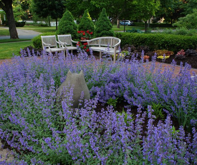 Catmint Walker’s Low (Nepeta Racemosa 'walker's Low') > How To Care ...