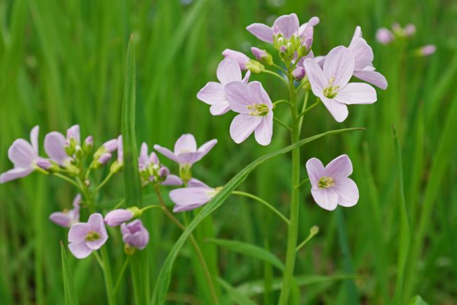 Cardamine Pratensis (Cardamine Pratensis) > How To Care: All You Need ...