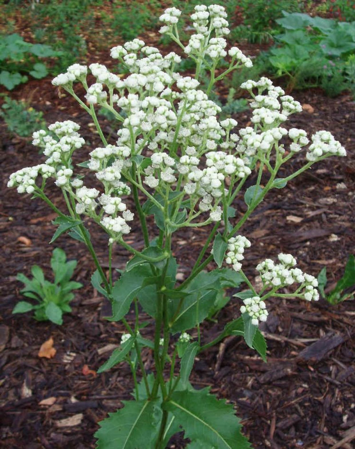Parthenium Integrifolium (Parthenium Integrifolium) > How To Care: All ...