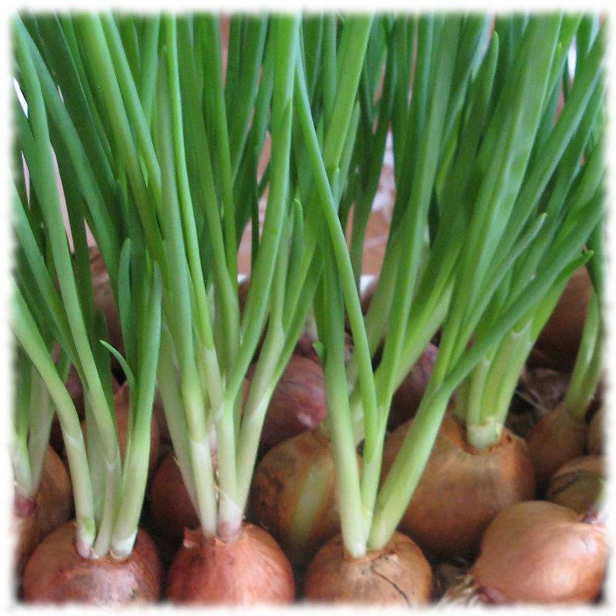 Shallot (Allium Ascalonicum) > How To Care: All You Need to Know 🌿 PlantIn