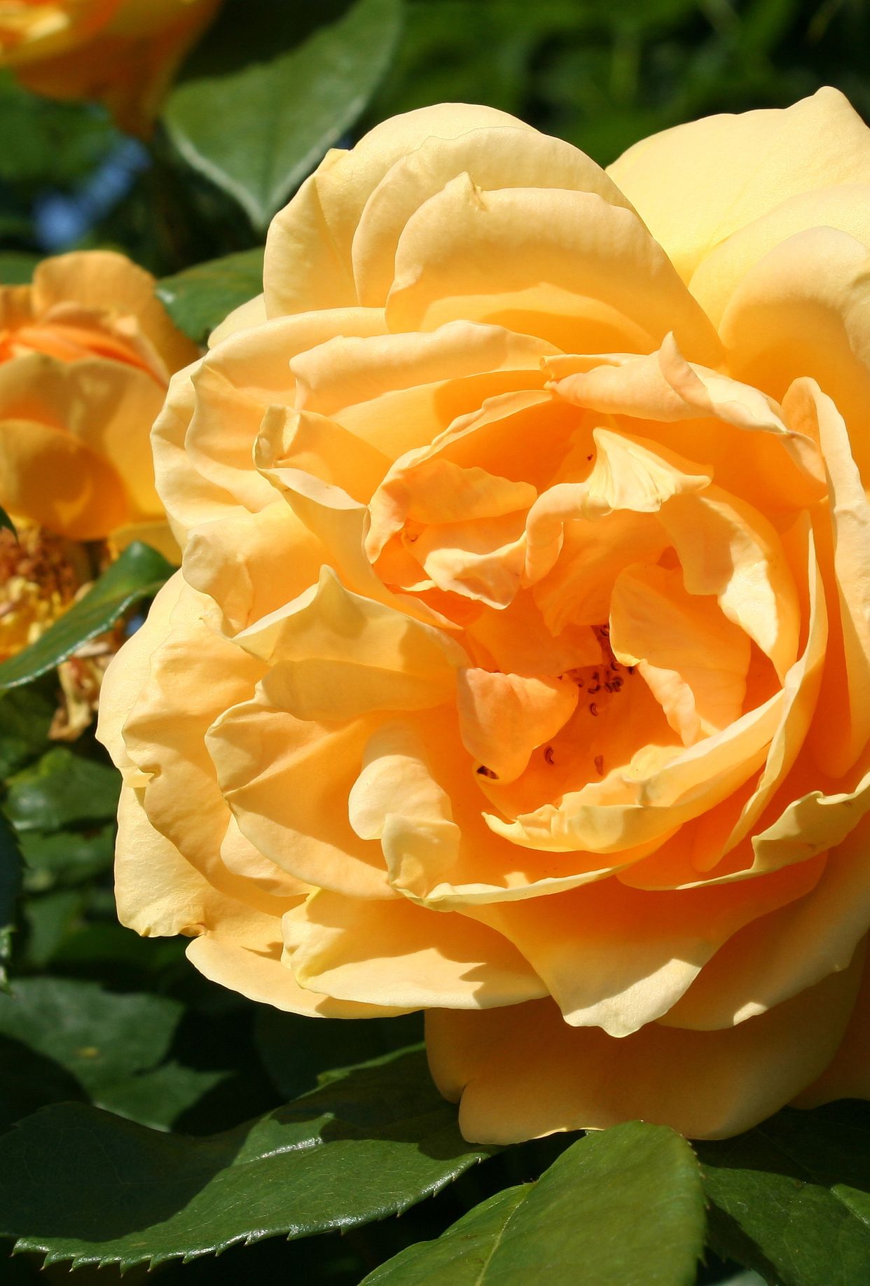 Amber Bernstein (Amber 'bernstein') > How To Care: All You Need to Know ...