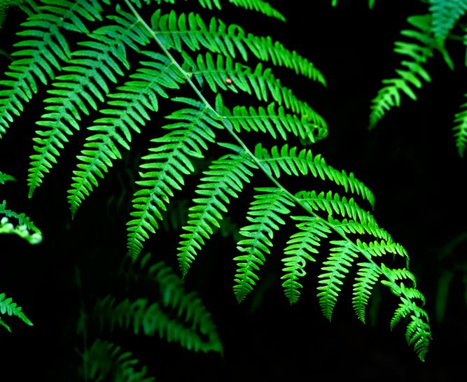 Jurassic Fern (Dryopteris Wallichiana 'jurassic Gold') > How To Care ...