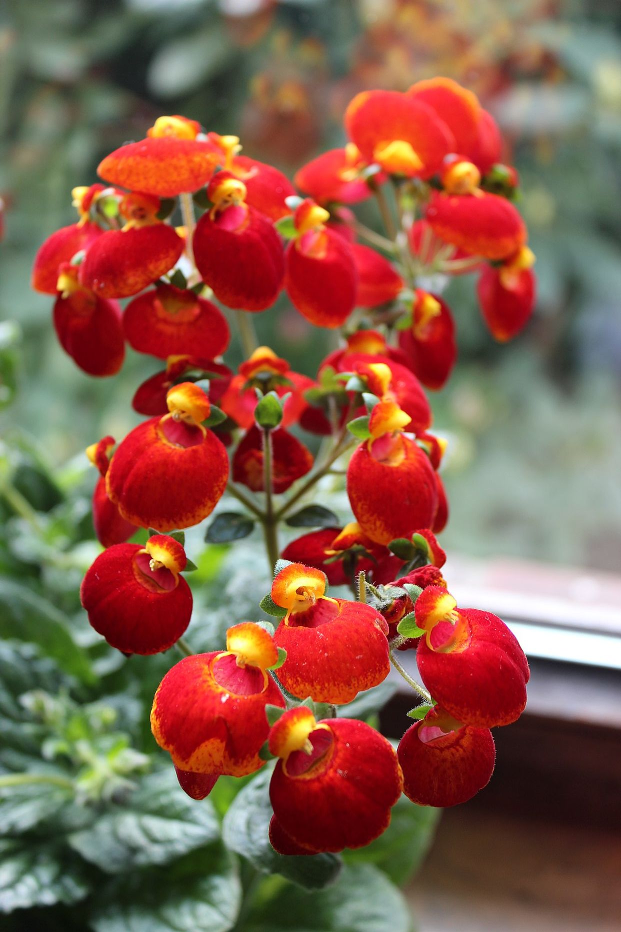 Calceolaria (Calceolaria herbeohybrida ) > How To Care: All You Need to ...