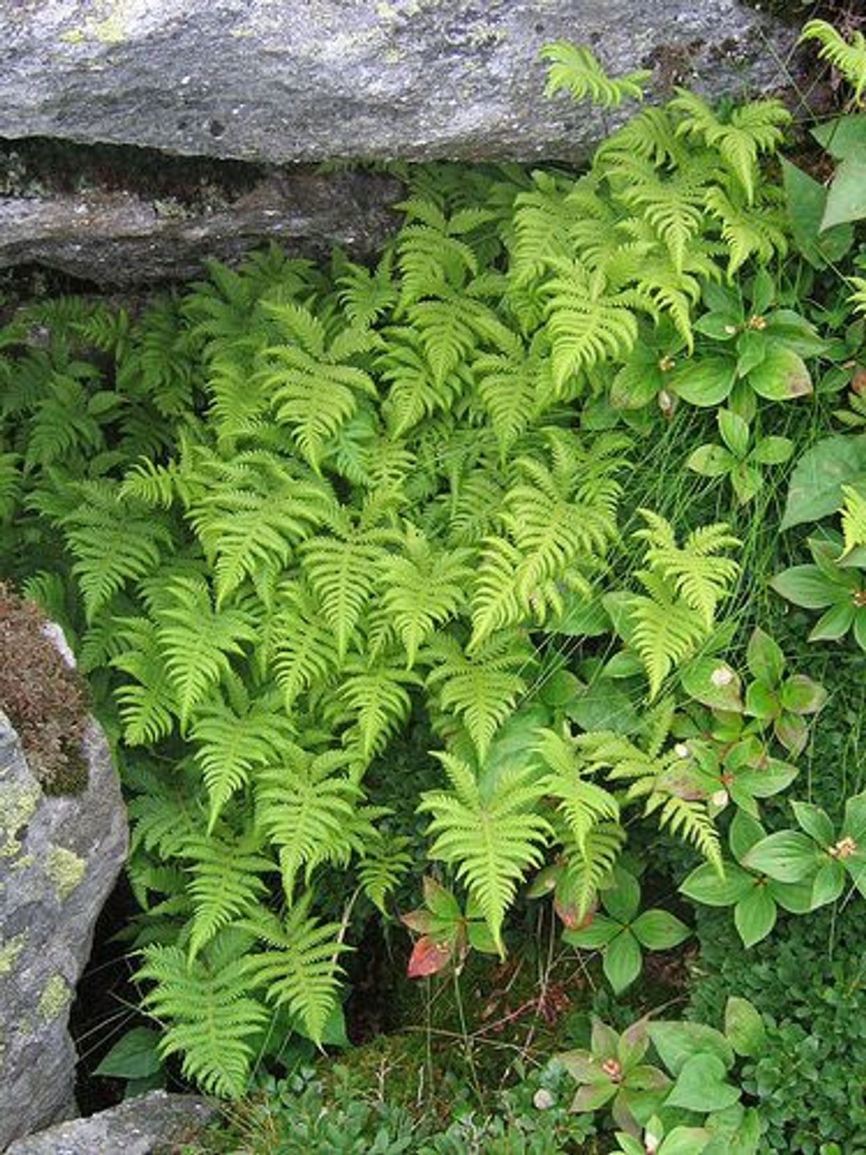 Beech fern (Phegopteris connectilis) > How To Care: All You Need to ...