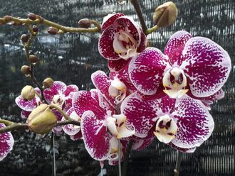 Anggrek Bulan (Phalaenopsis amabilis) > How To Care: All You Need to ...