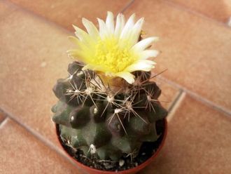 Copiapoa Humilis (Copiapoa humilis) > How To Care: All You Need to Know ...