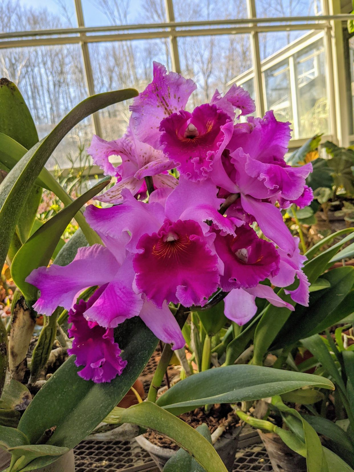 Corsage Orchid (Cattleya orchid) > How To Care: All You Need to Know 🌿 ...