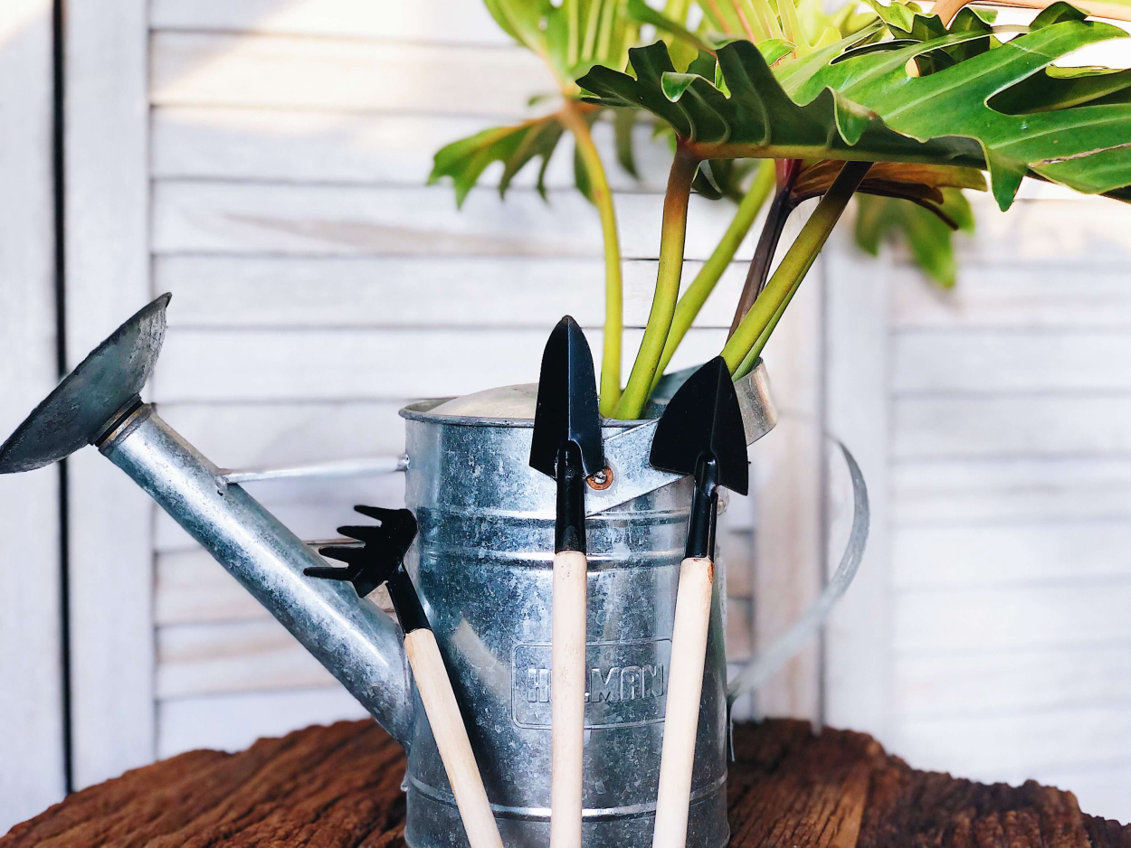 PlantIn | Blog | Choosing watering can for planting