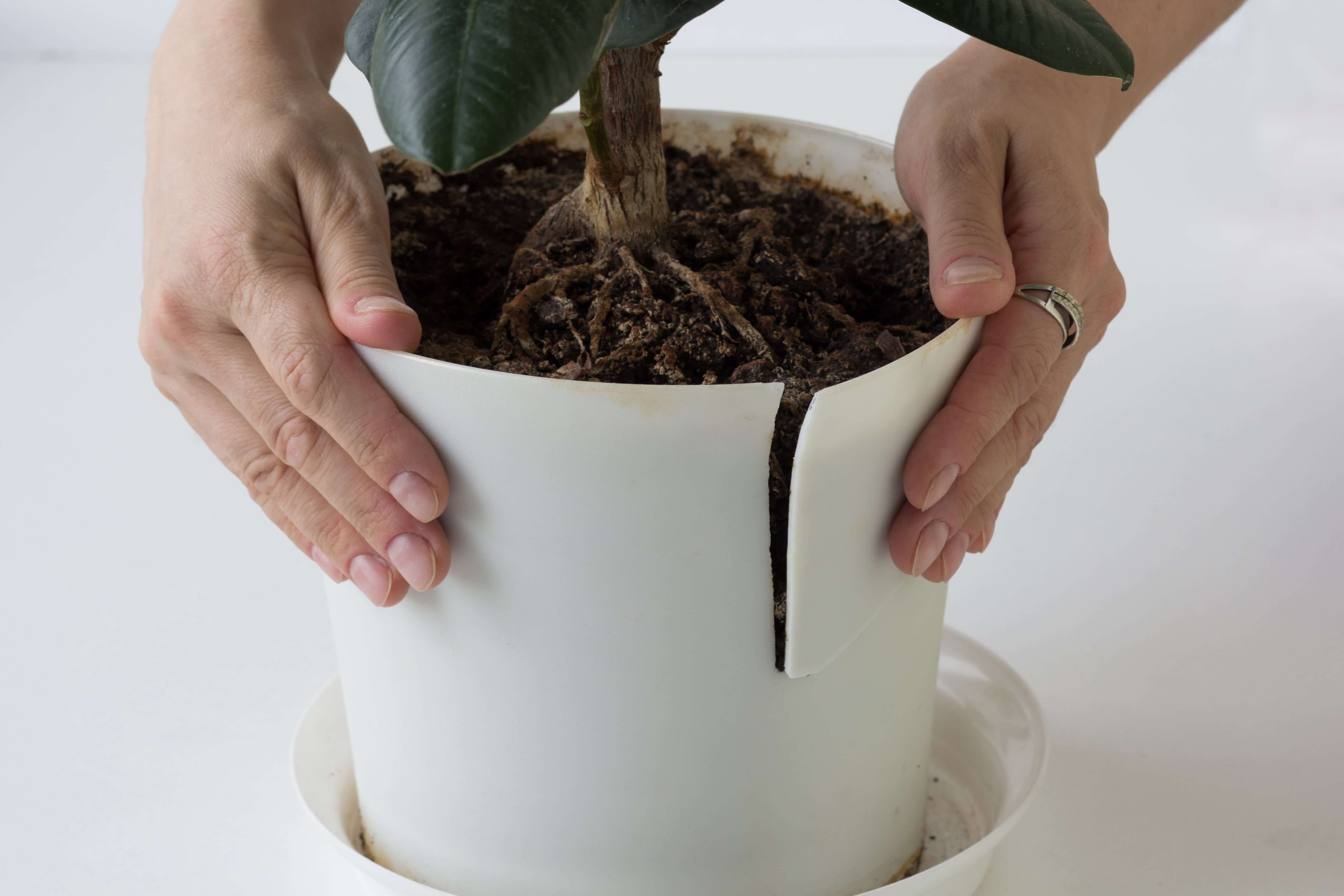 PlantIn | Blog | Professional repot