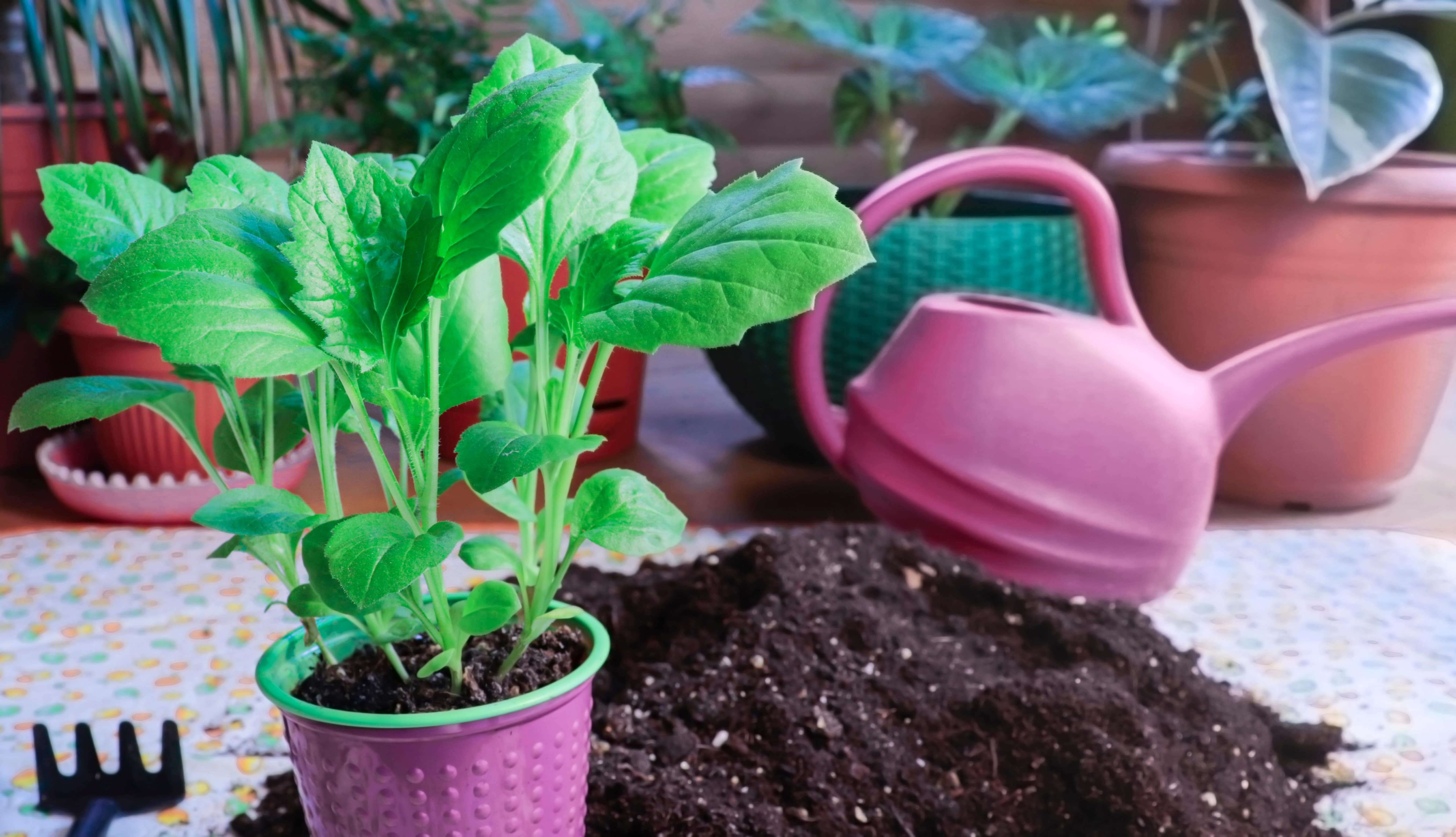 PlantIn | Blog | Watering mastery