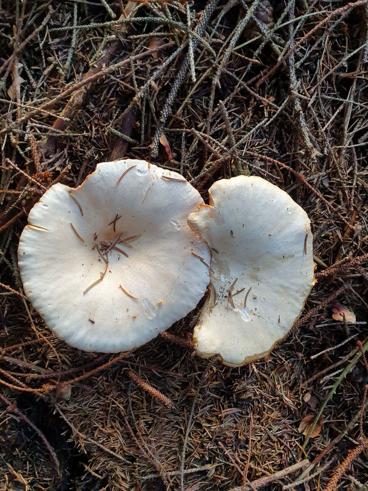 Devil's Tongue (Amorphophallus Rivieri Var. Konjac) > How To Care: All ...