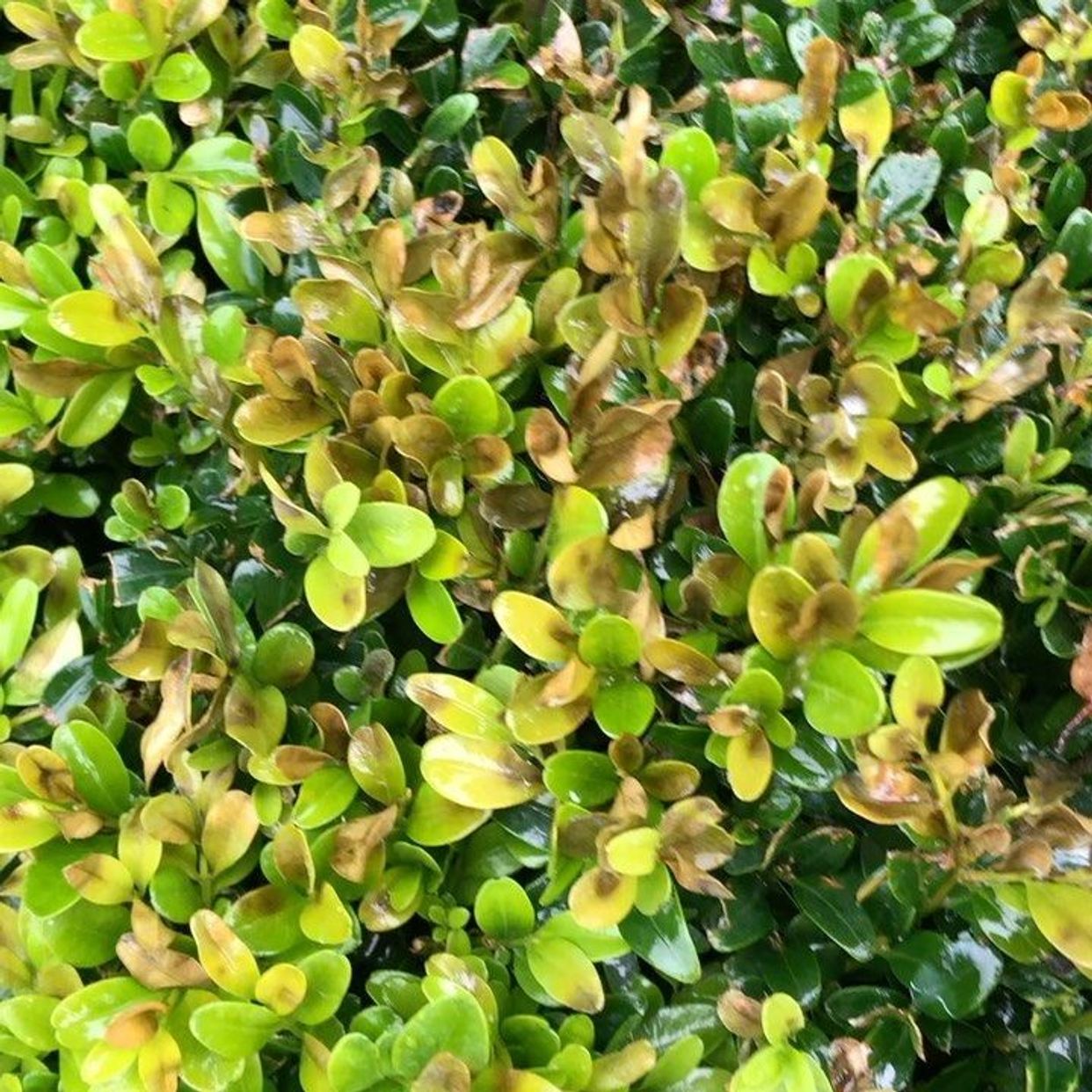 Monkey plant (Ruellia makoyana) > How To Care: All You Need to Know 🌿 ...