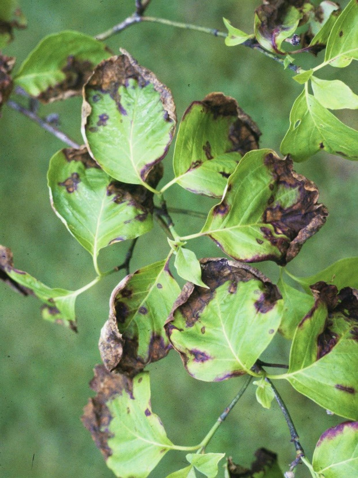 Bitter Leaf Vernonia Amygdalina How To Care All You Need To Know 🌿 Plantin 