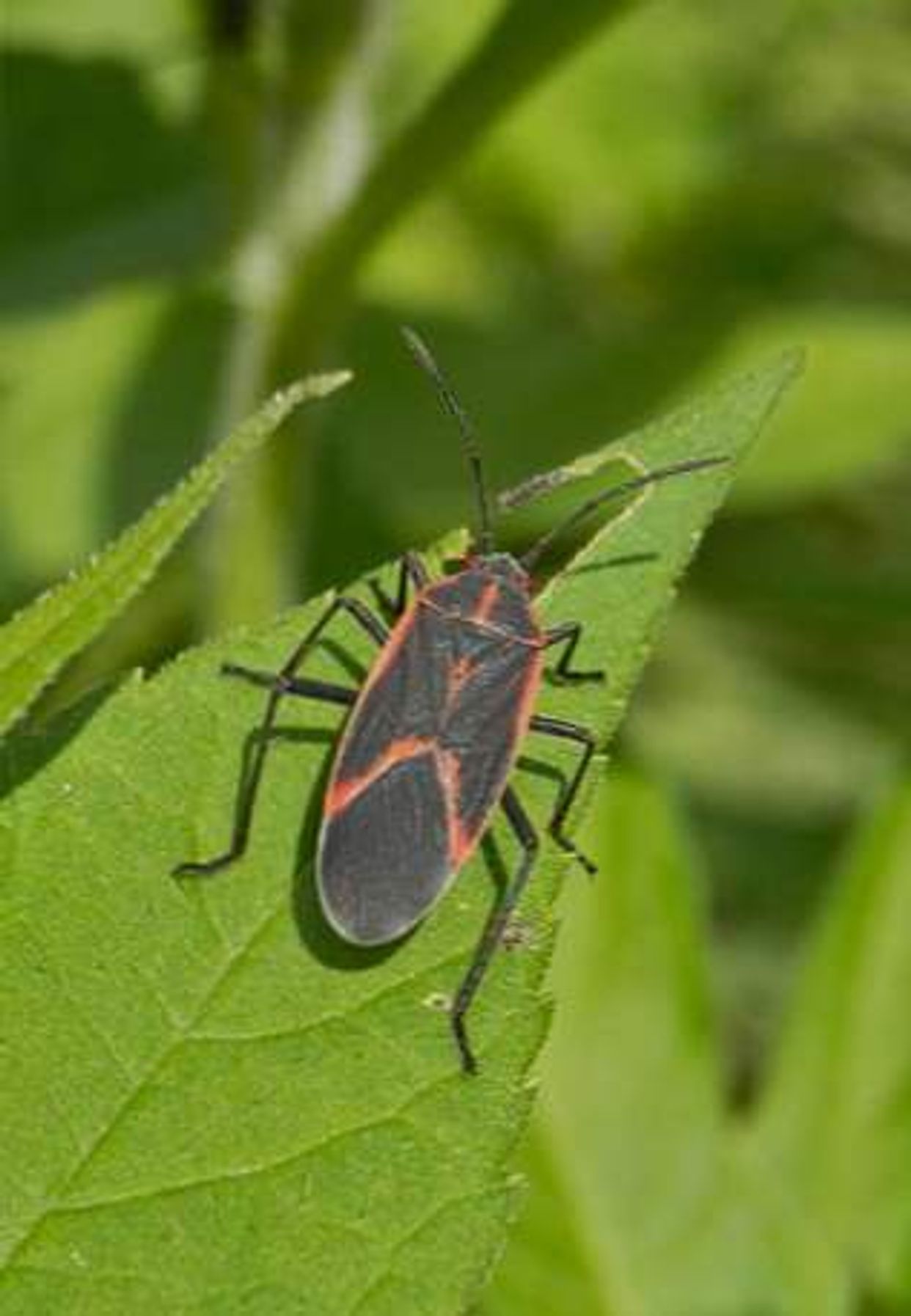 Kurrajong (Brachychiton populneus) > How To Care: All You Need to Know ...