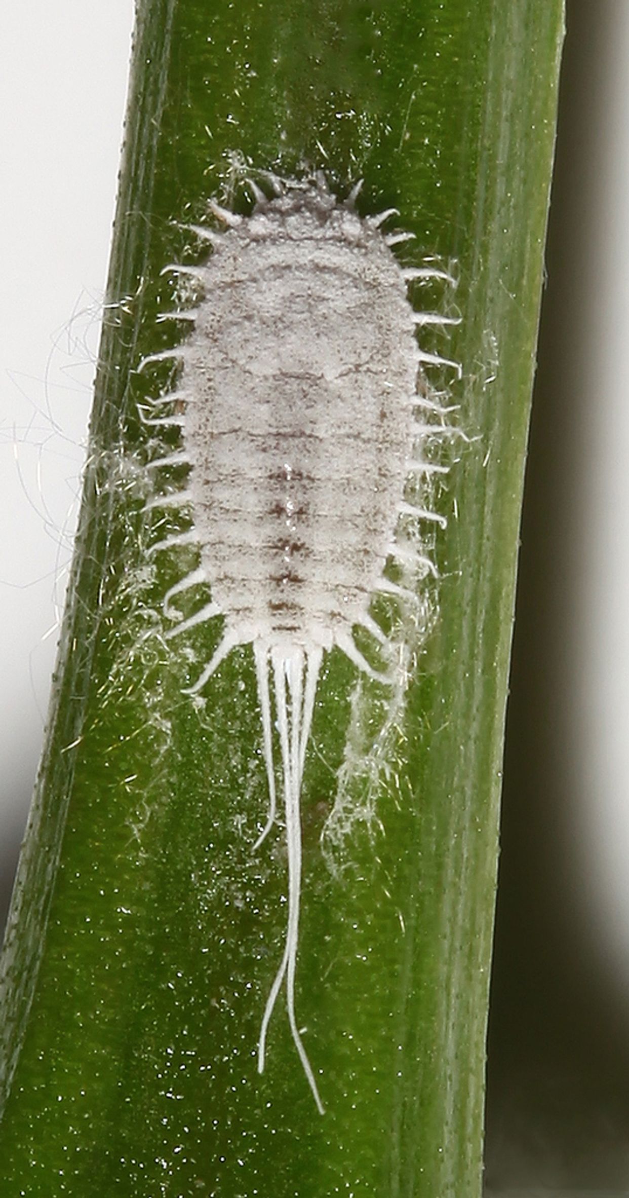 Giant Alocasia (Alocasia Macrorrhizos) > How To Care: All You Need to Know 🌿 PlantIn