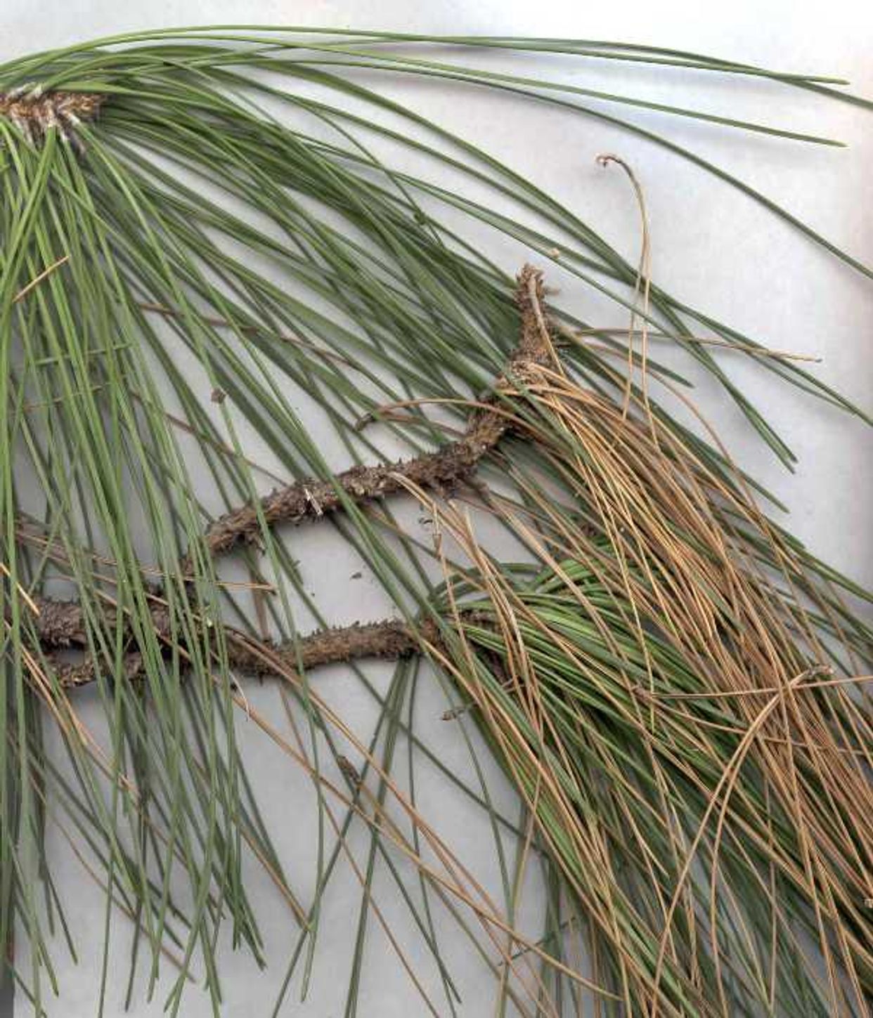 Easter Eggplant (Easter Egg Plant) > How To Care: All You Need to Know ...