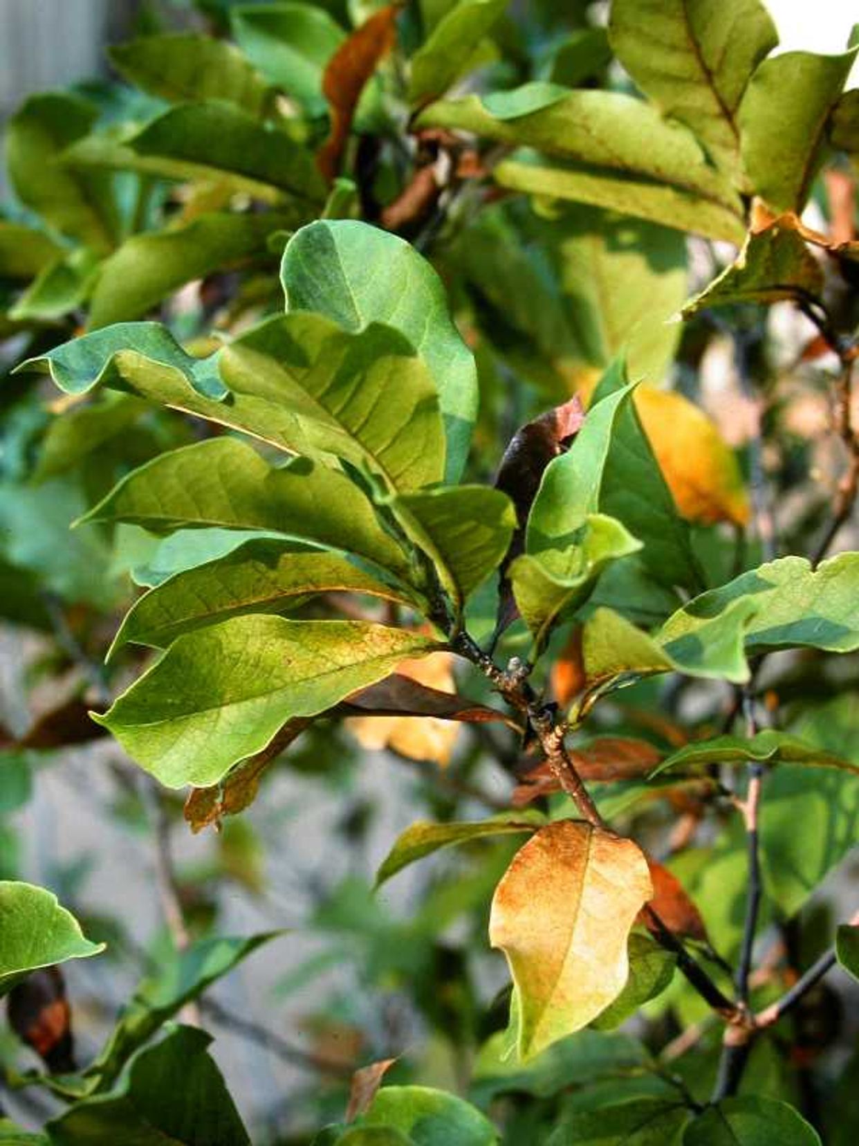 Panache Fig (Ficus Carica 'panache Tiger') > How To Care: All You Need ...